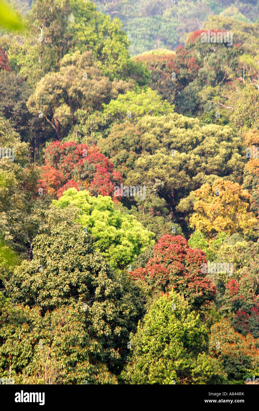 Rich forests of the Wayanand Reserve in Kerala India Stock Photo - Alamy