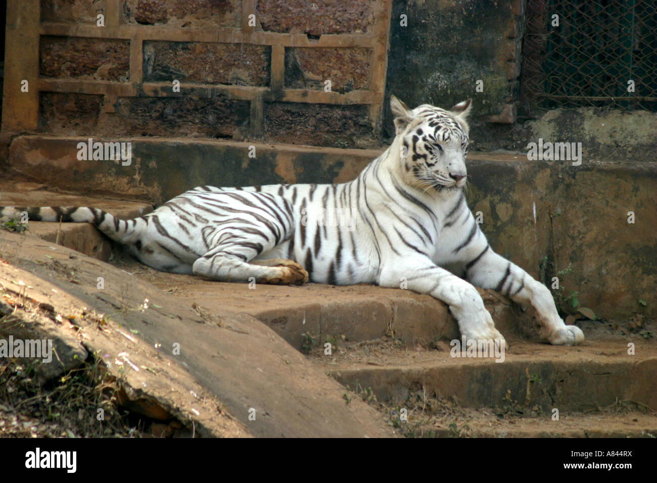 Rare white tiger at Nandankanan Zoo,Orissa,India Stock Photo - Alamy