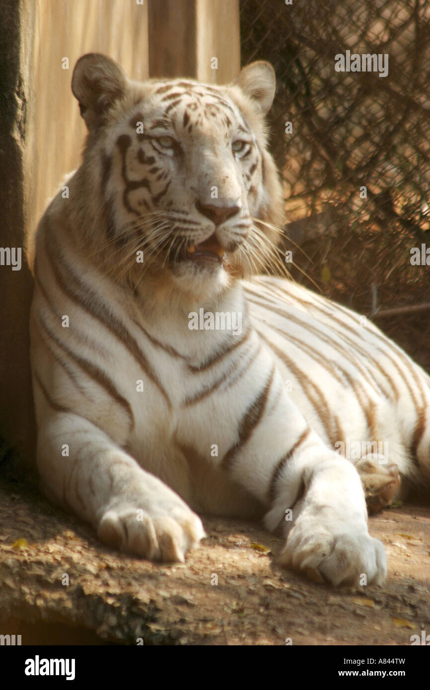 Rare white tiger at Nandankanan Zoo,Orissa,India Stock Photo - Alamy