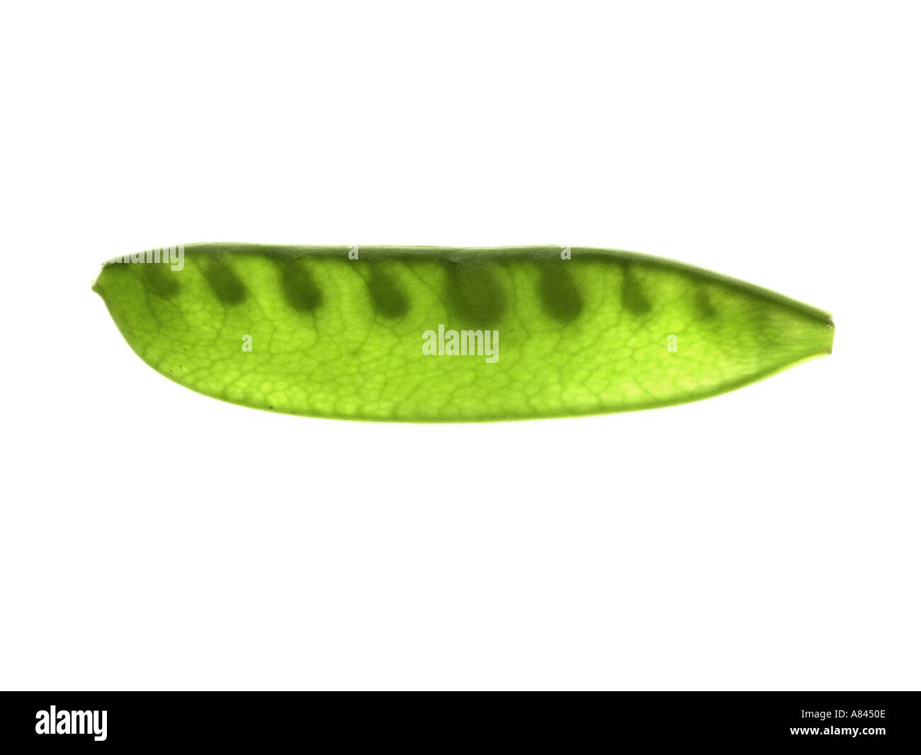 One Snow Pea Stock Photo - Alamy