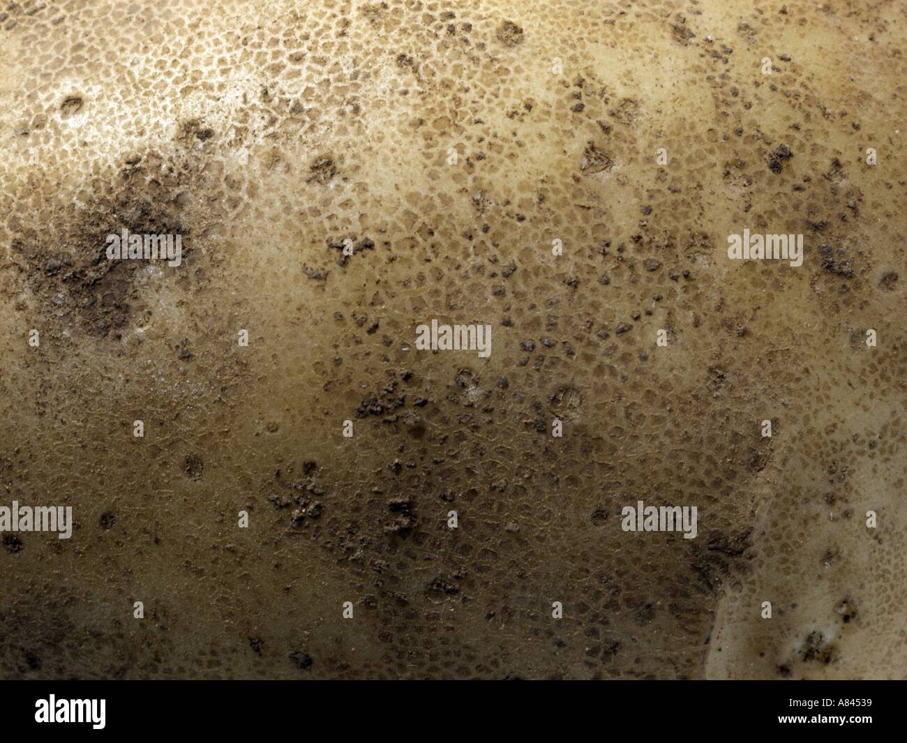 Potato Full Frame Stock Photo - Alamy