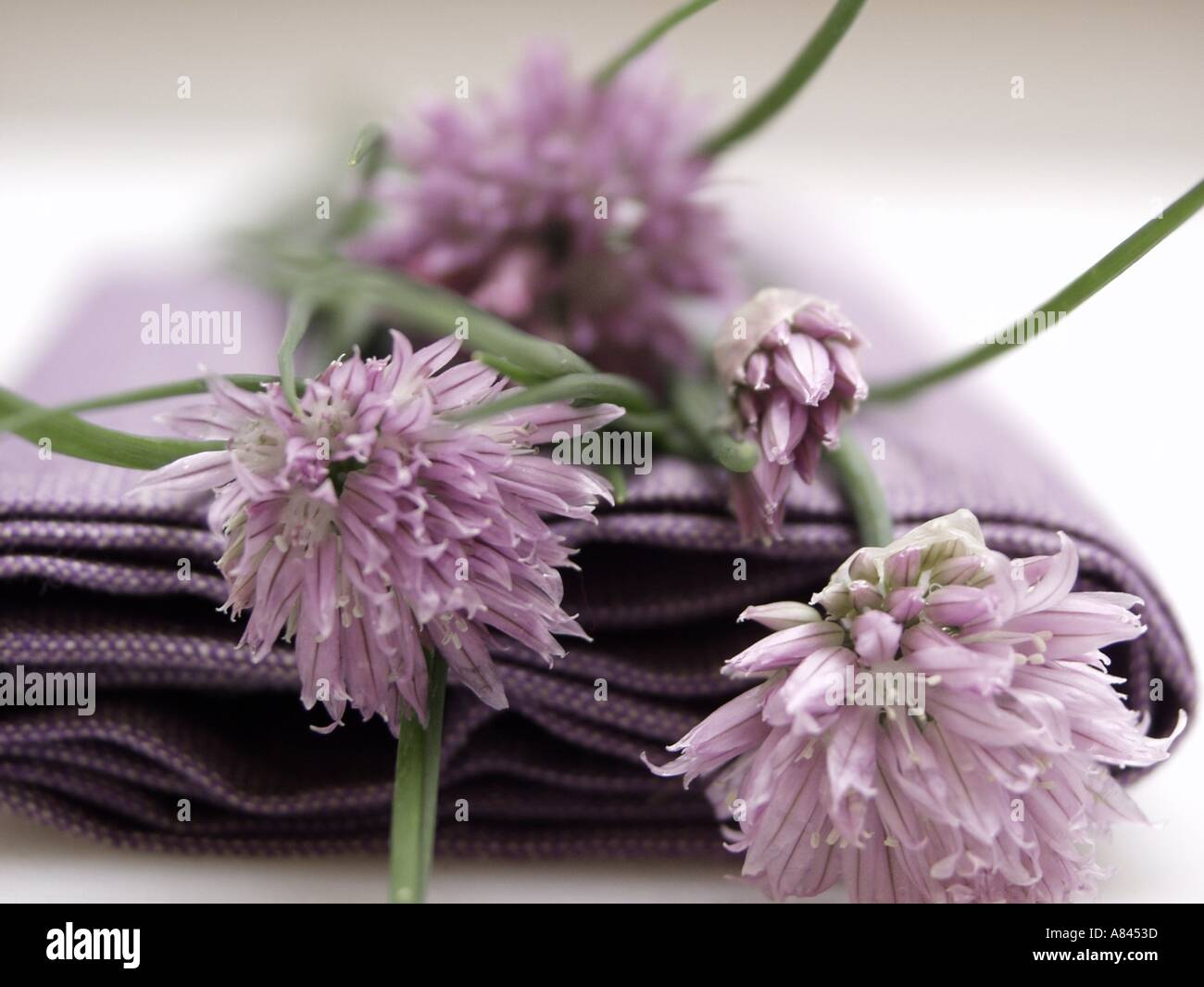 Pink Flowering Chives Stock Photo - Alamy