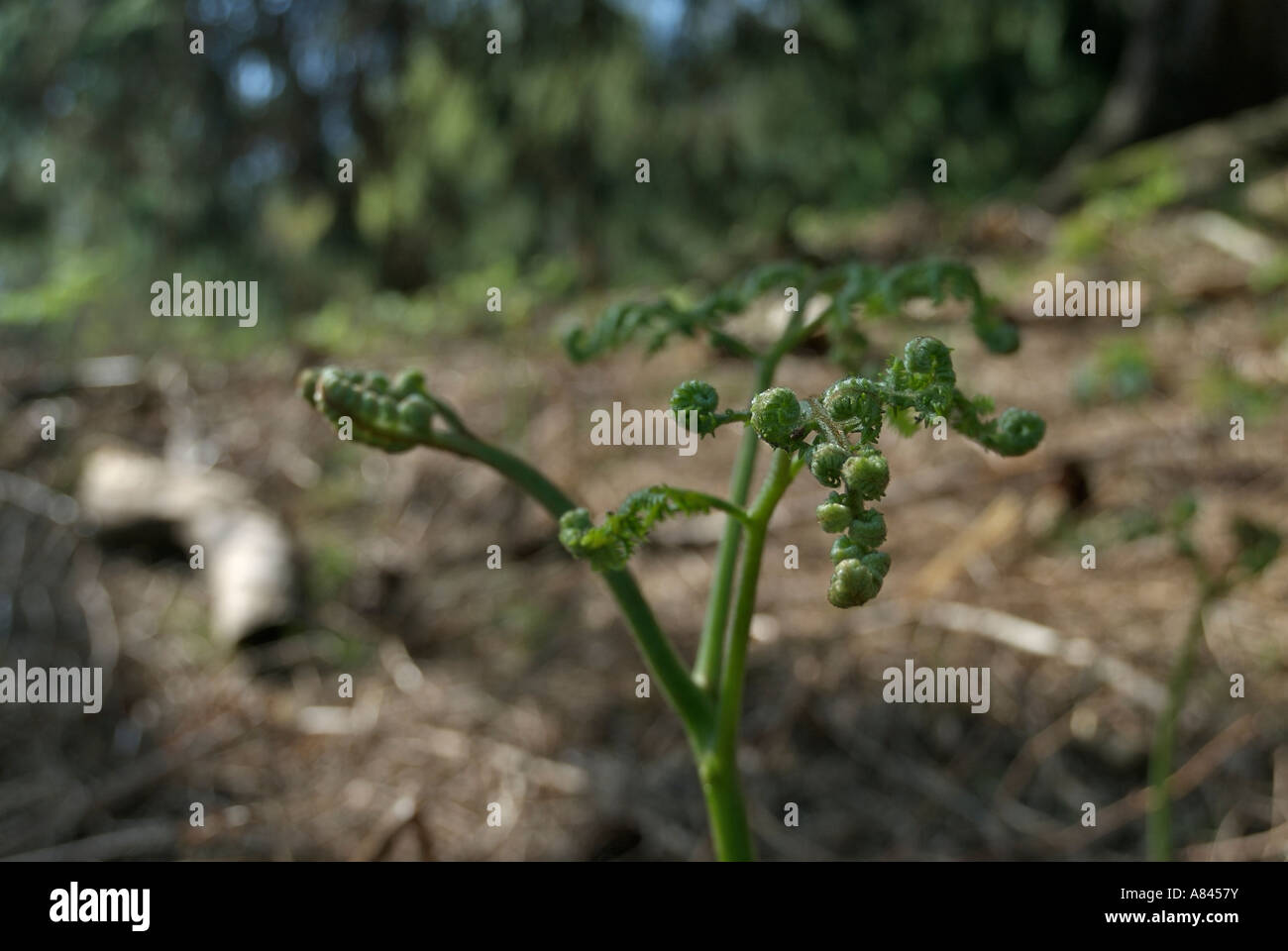 A curled fern ready to spread out and grow Stock Photo - Alamy