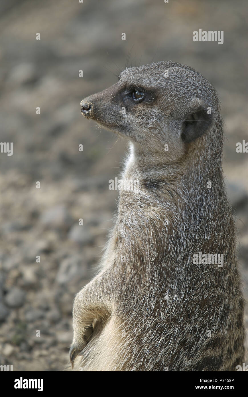 A meerkat looking out Stock Photo - Alamy