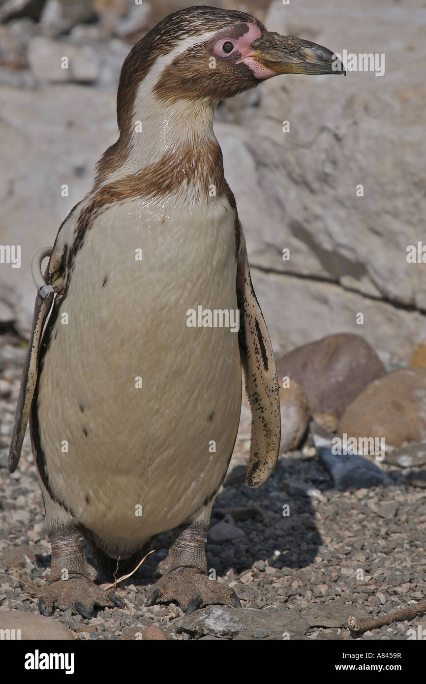 A single penguin is distracted by something Stock Photo - Alamy
