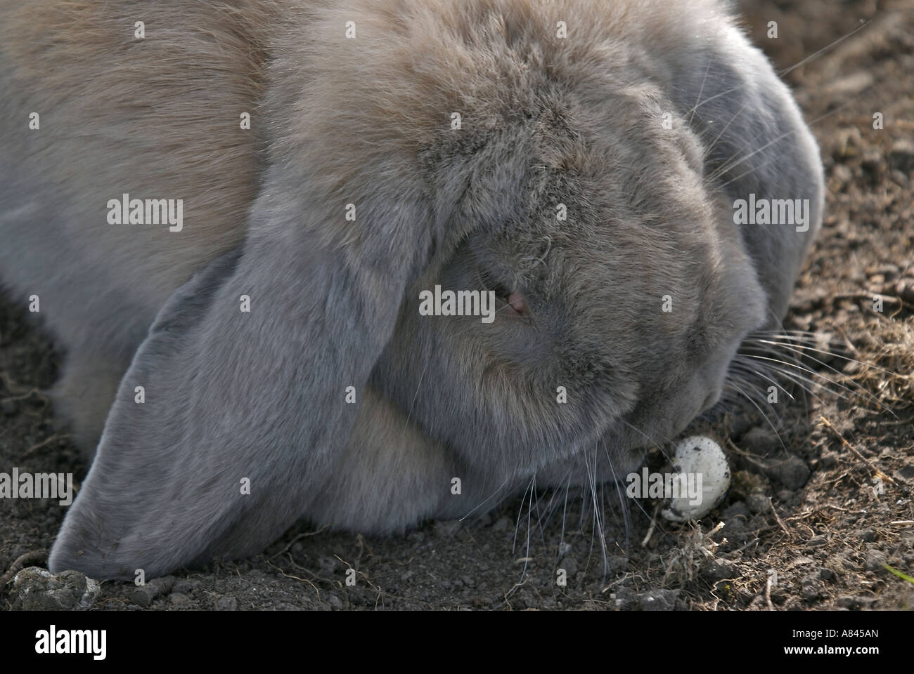 A small grey lop eared rabbit inspects a white object on the ground ...
