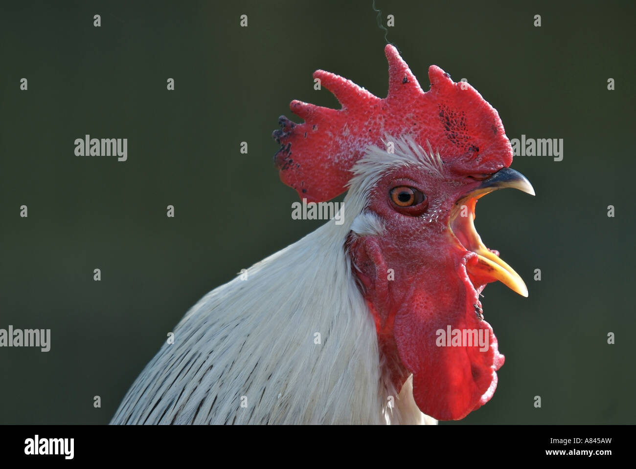 A crowing cockerel in the afternoon Stock Photo - Alamy