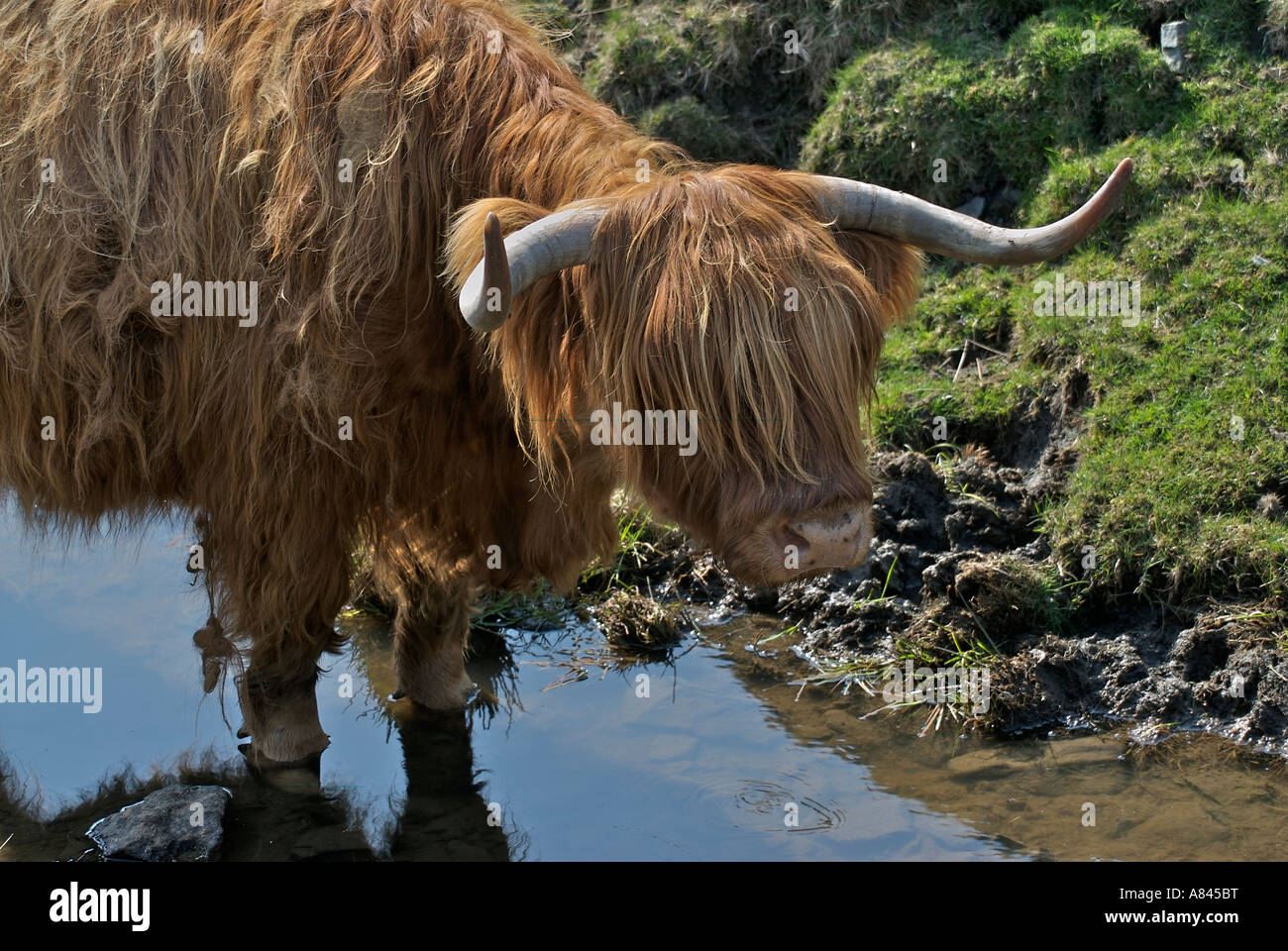A cow stands in the stream in the spring Stock Photo - Alamy