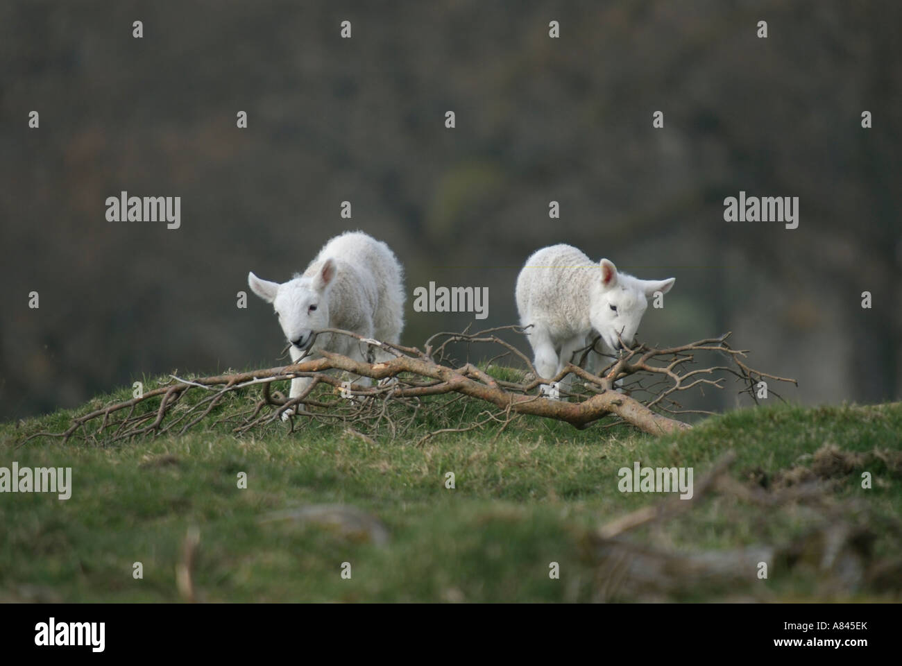 A pair of little lambs in the spring in Wales Stock Photo - Alamy