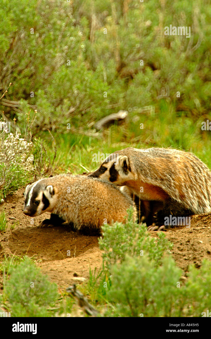American Badger Taxidea taxus baby and mother, Lamar River Valley ...