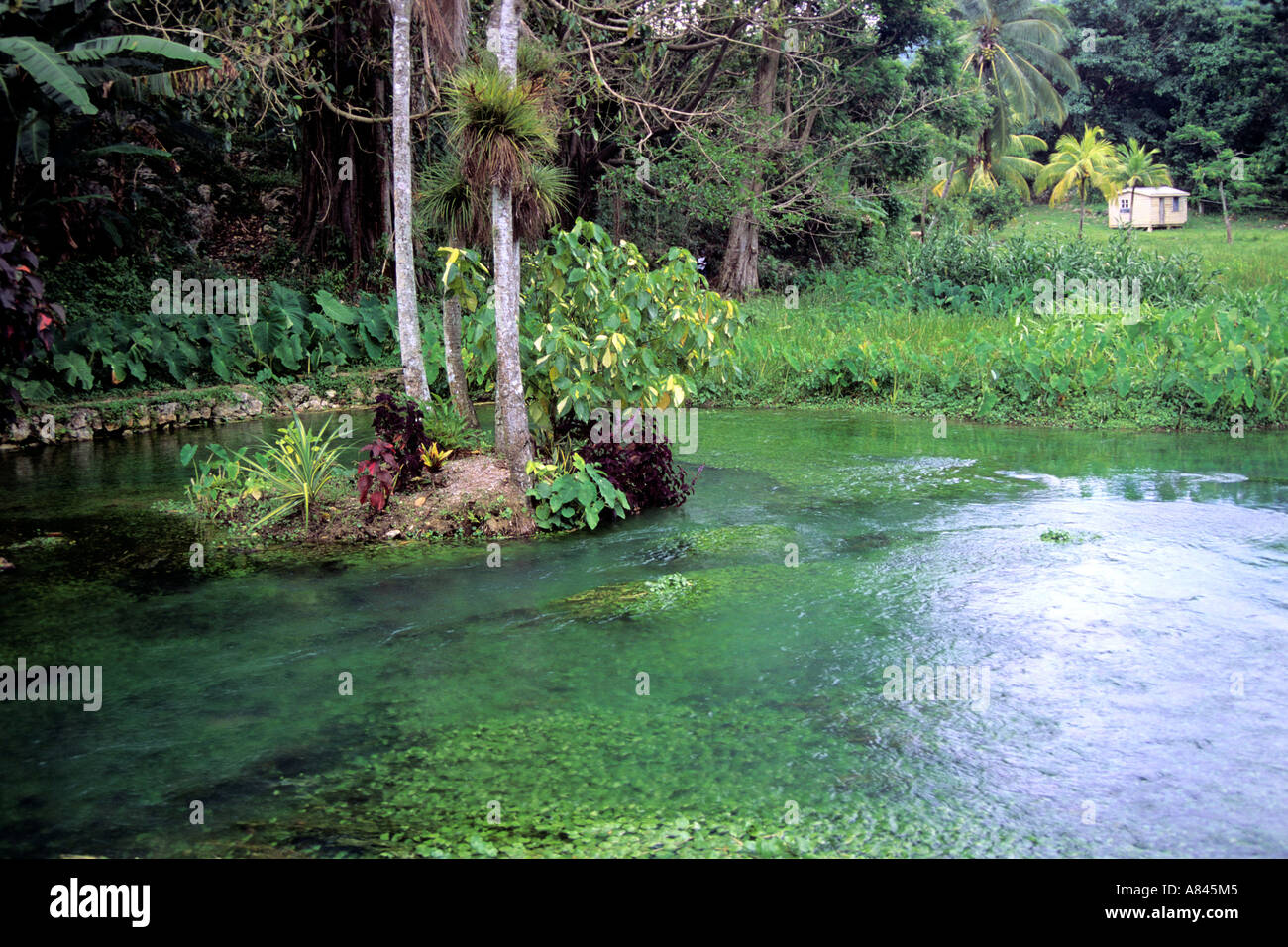 Cold springs, Jamaican Highlands Stock Photo - Alamy