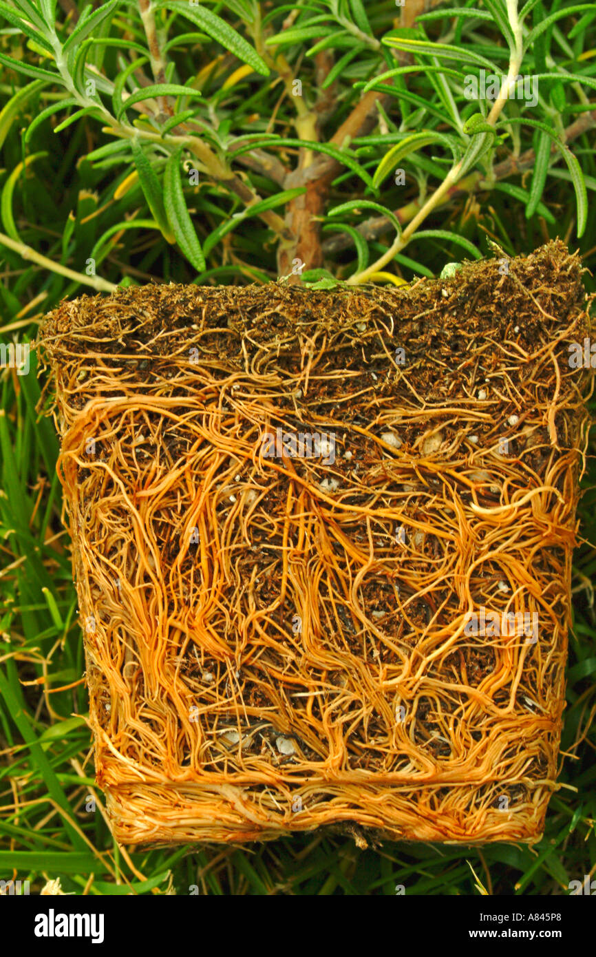 Root bound hi-res stock photography and images - Alamy