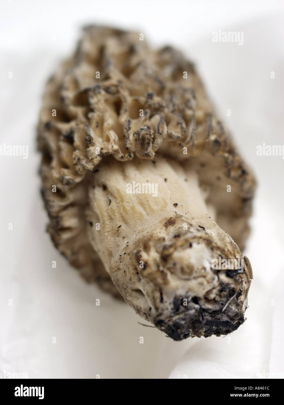 Fungus silo fungi mushroom hi-res stock photography and images - Alamy