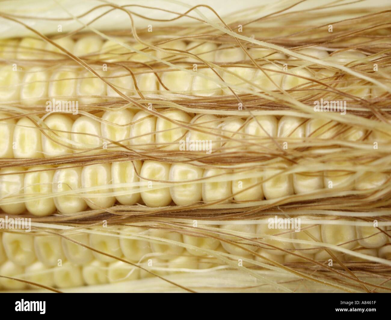 Ear of Corn Full Frame Stock Photo - Alamy