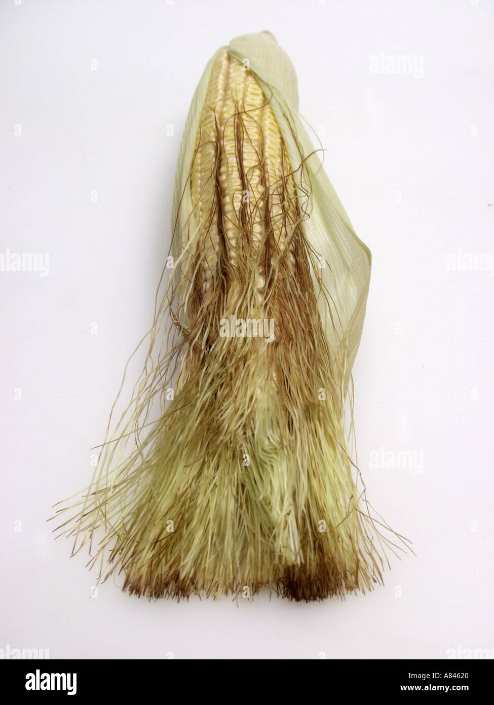 Ear of Corn Stock Photo - Alamy