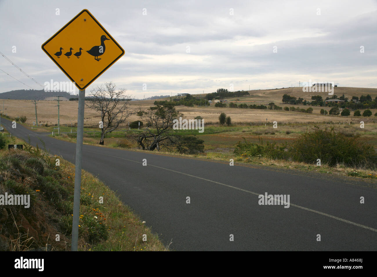 Ducks crossing warning sign near a pond, Tasmania, Australia Stock ...