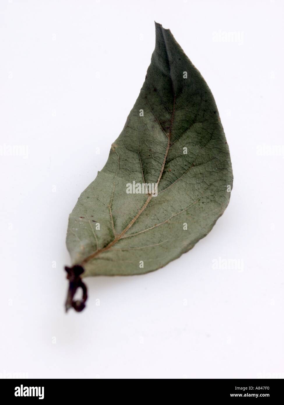 One dried bay leaf hi-res stock photography and images - Alamy