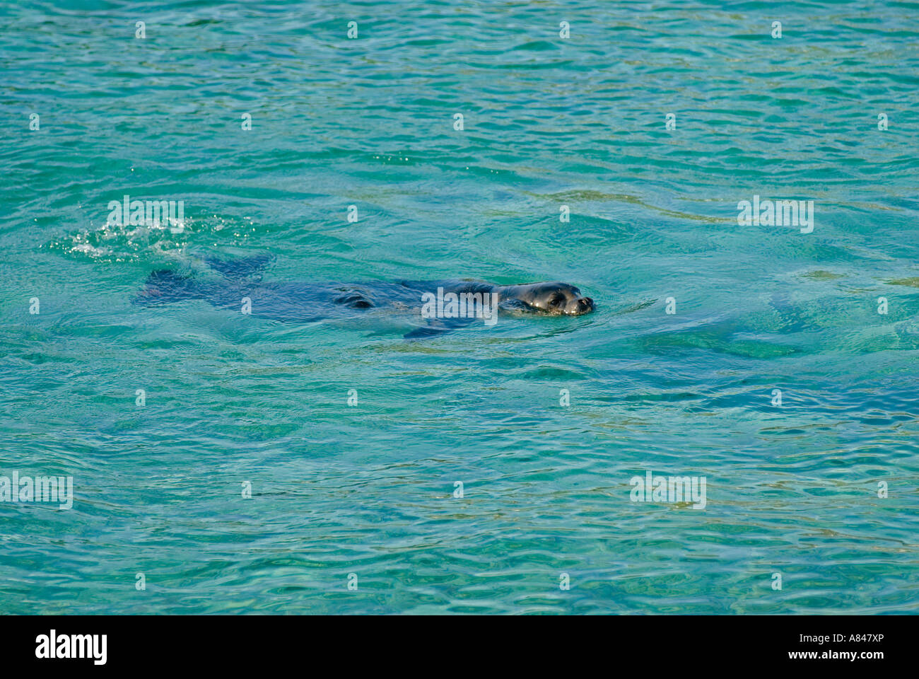 Mediterranean Monk Seal Endangered