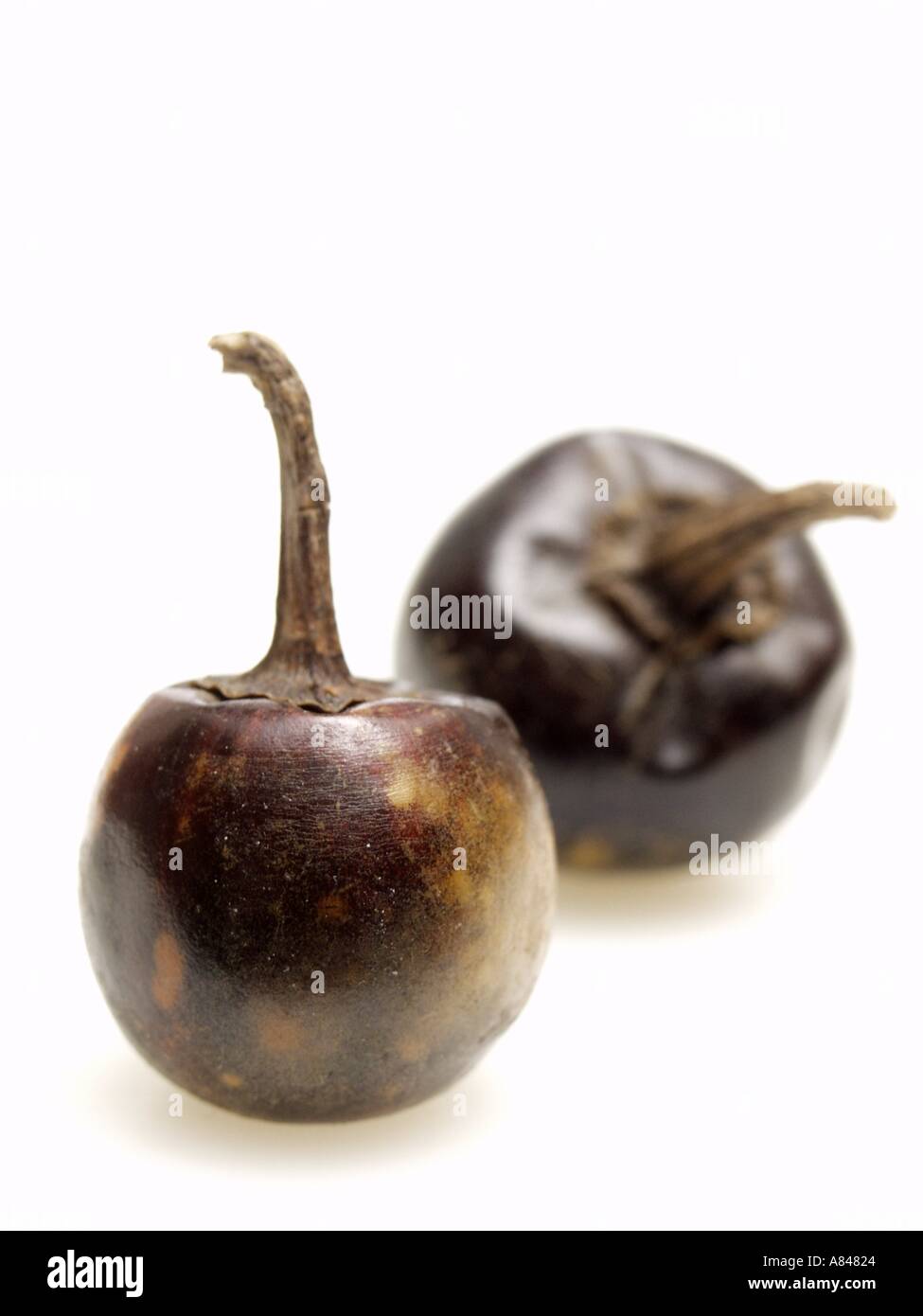 Cascabel Dried Chili Pepper Stock Photo - Alamy