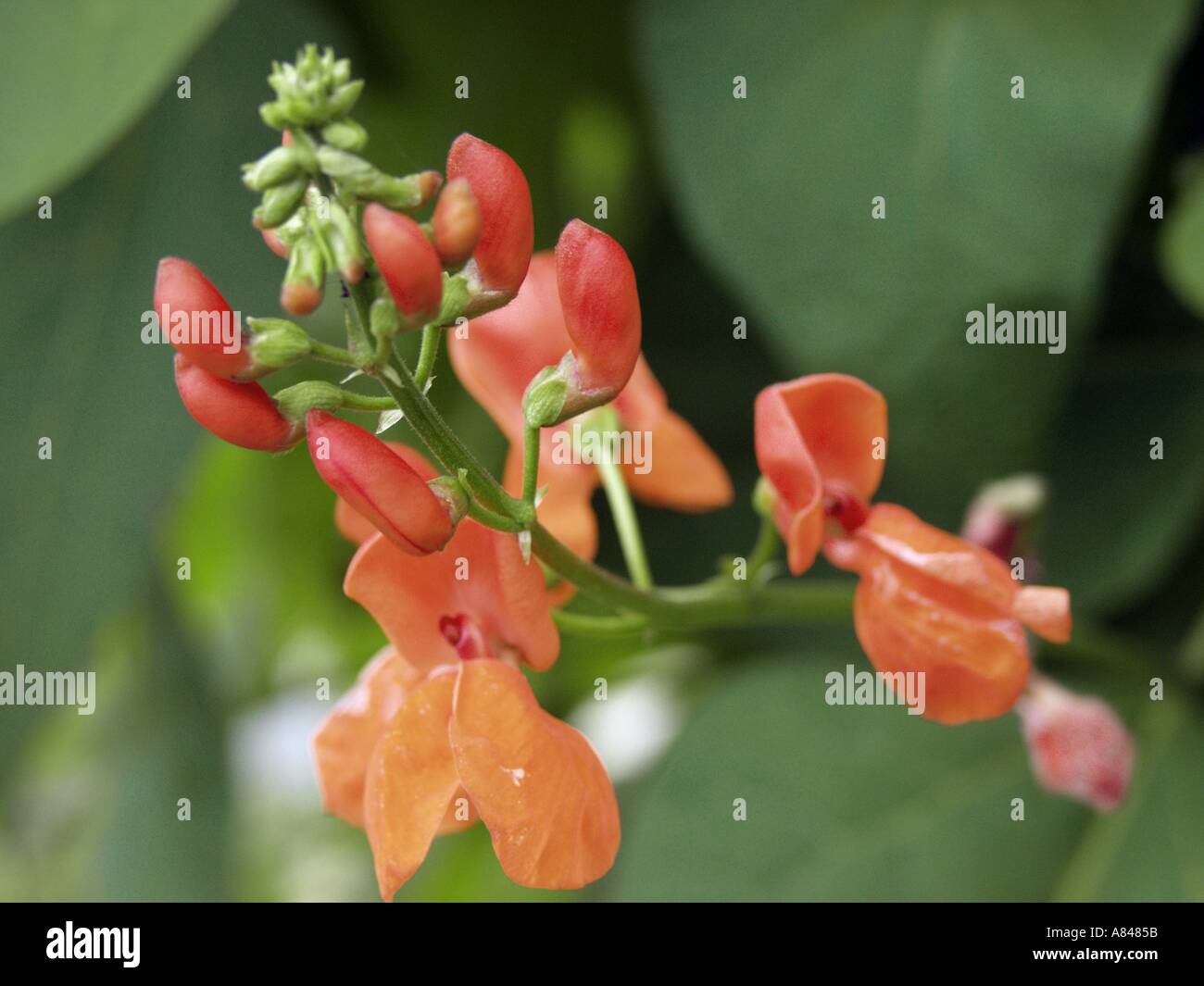 Chili Pepper Plant Stock Photo - Alamy