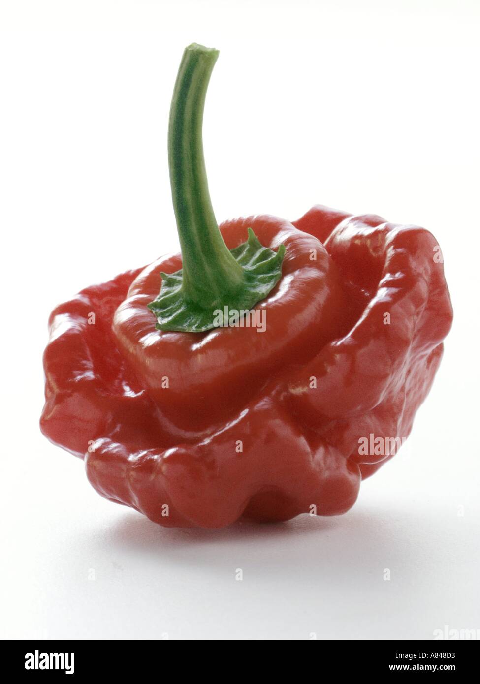 One Red Scotch Bonnet Chili Pepper Stock Photo - Alamy