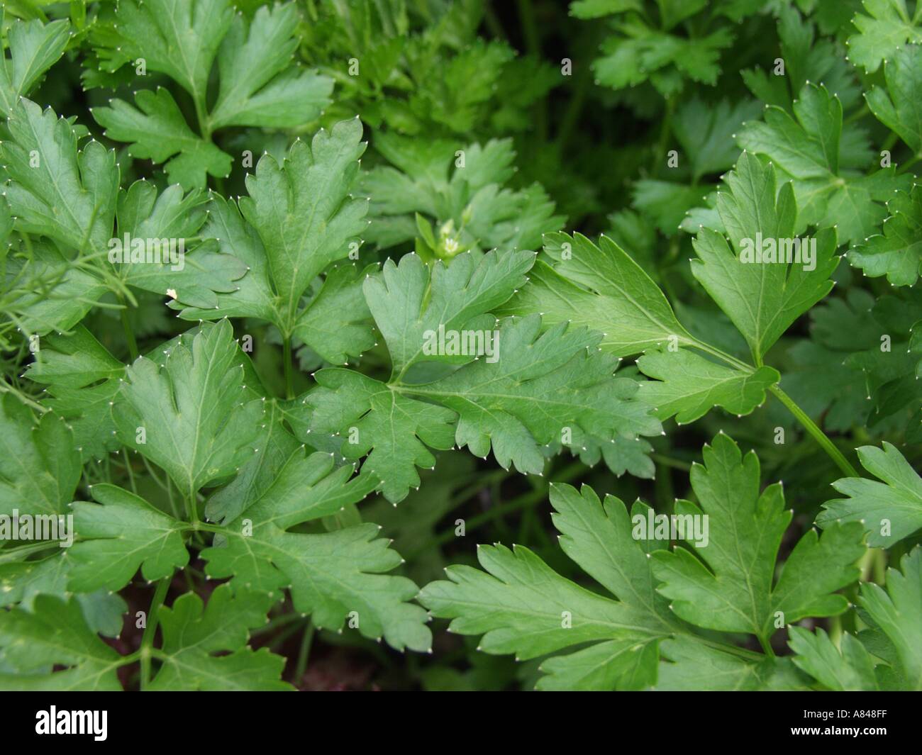 Cut parsley plant hi-res stock photography and images - Alamy