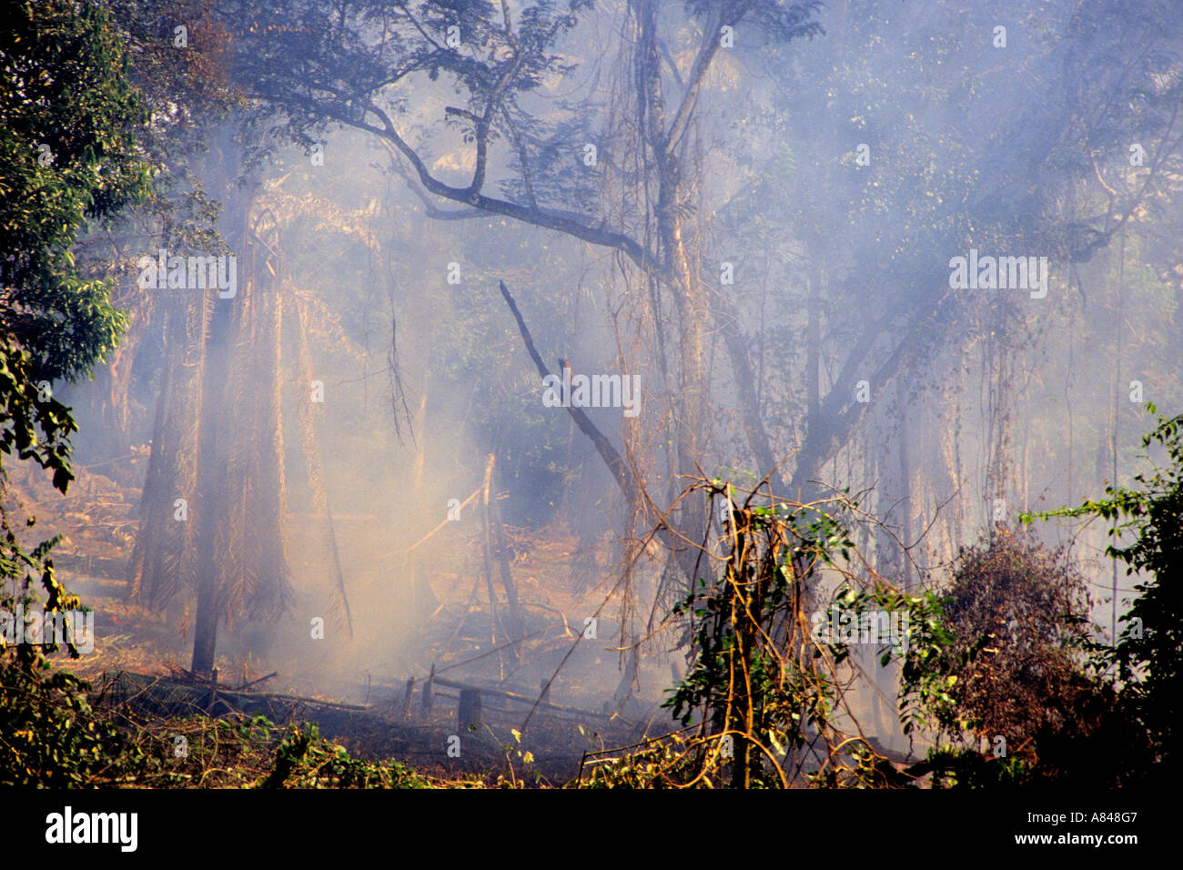 Forest fire in the Rainforest, Belize Stock Photo - Alamy