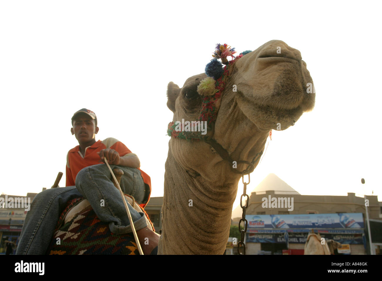 Camel ride in Cairo, Egypt Stock Photo - Alamy