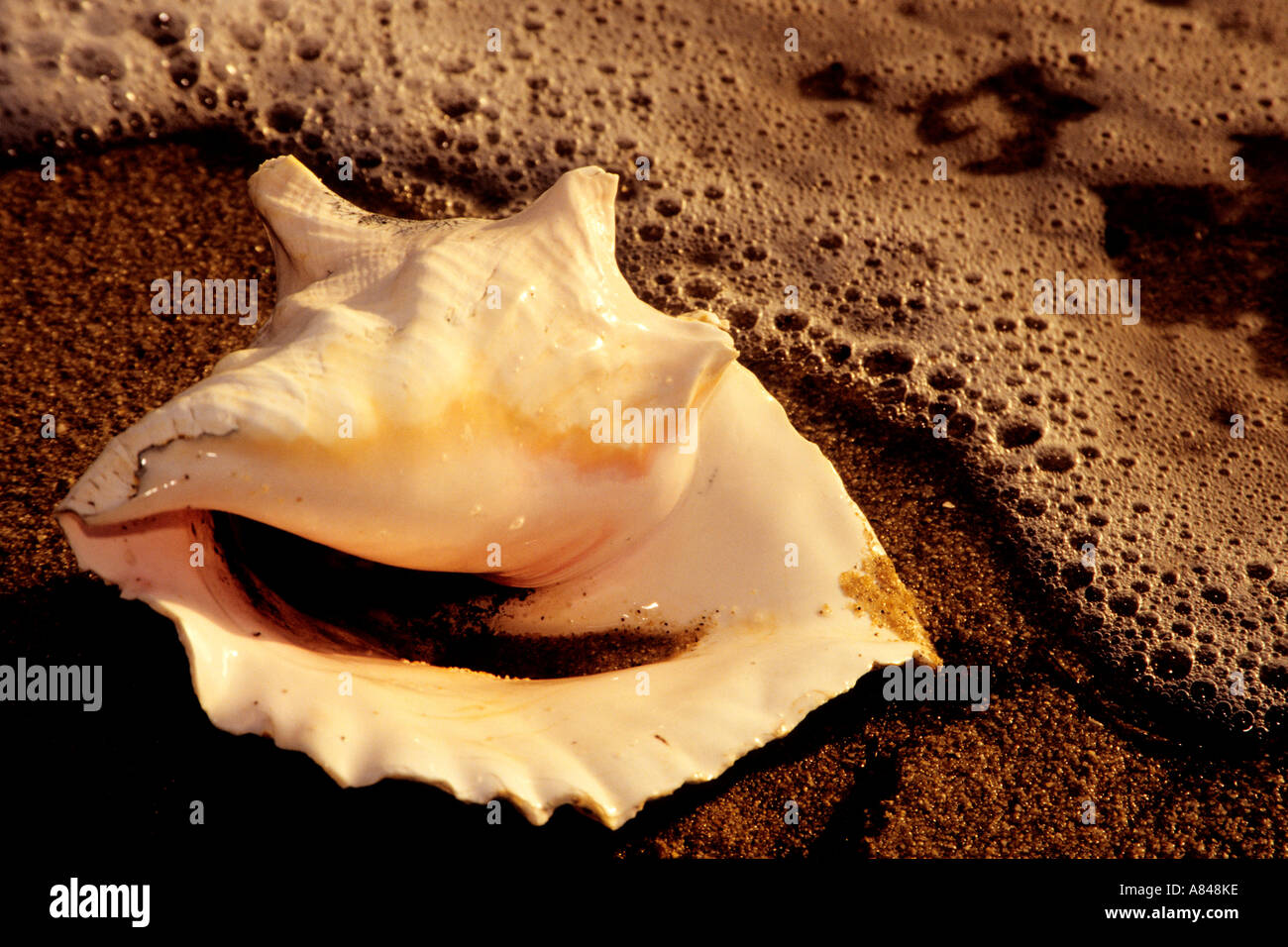 Conch Shell On The Beach