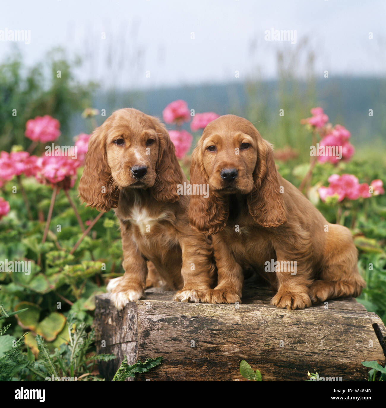 Cocker Spaniel dog - two puppies in front of flowers Stock Photo - Alamy