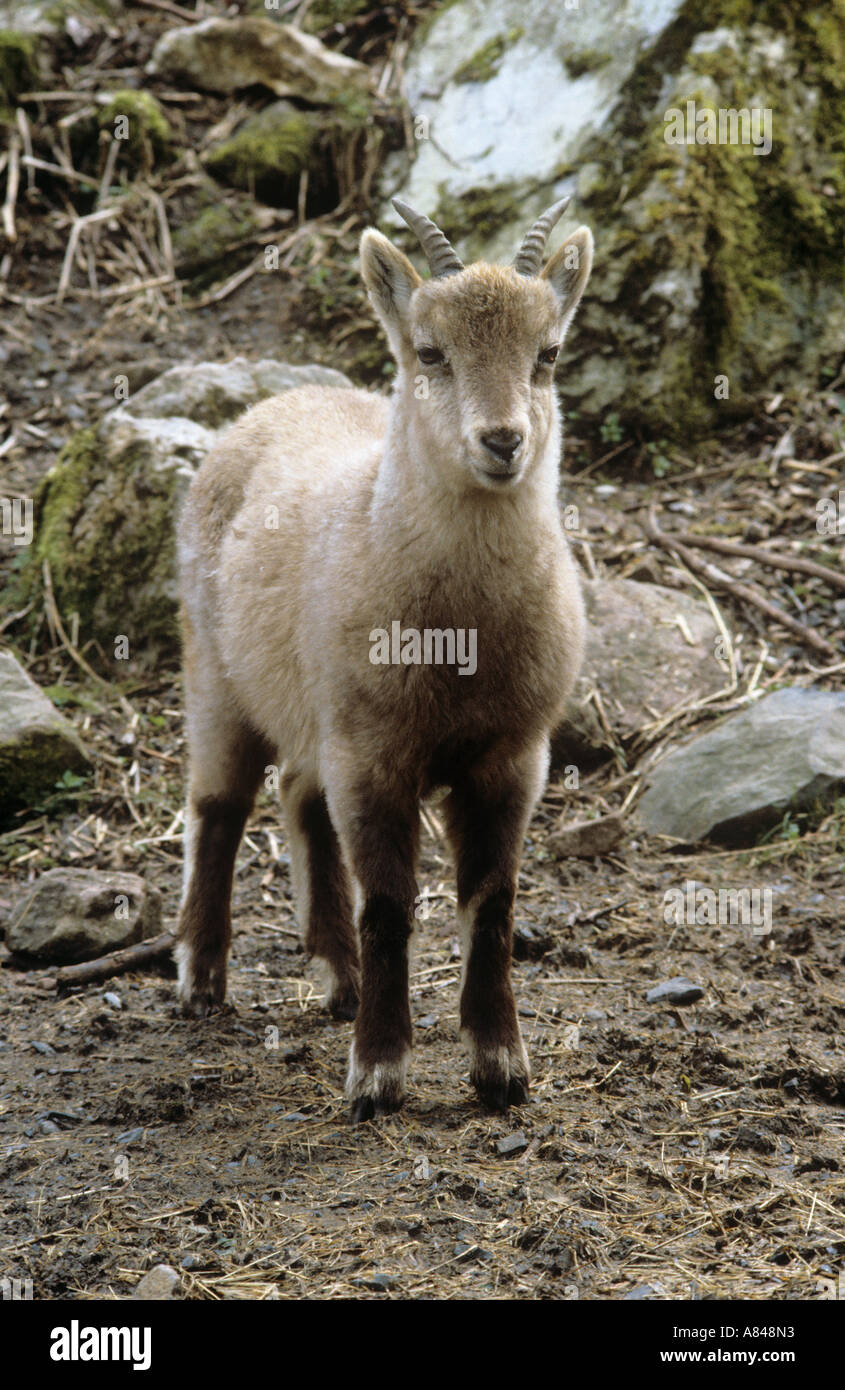 Alpine ibex capra wildlife hi-res stock photography and images - Alamy