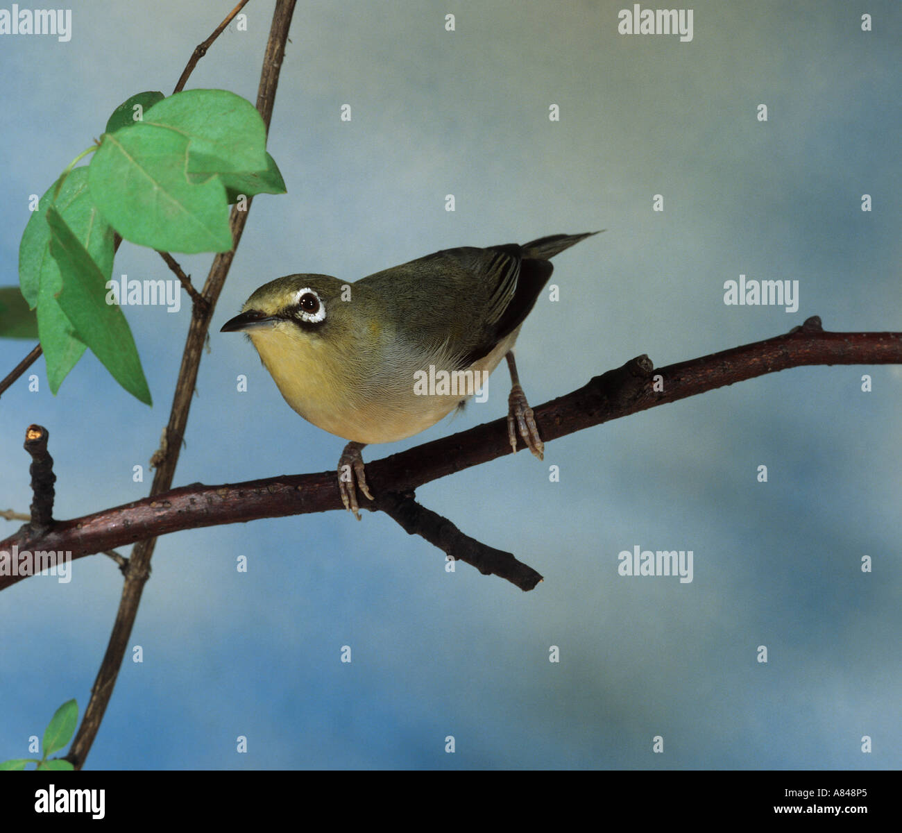 African yellow white eye - on branch / Zosterops senegalensis Stock ...