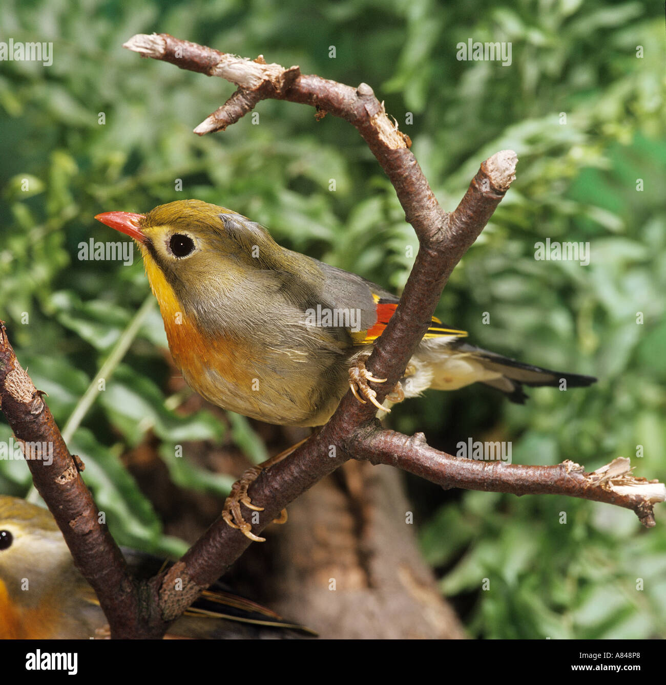 Nightingale singing pekin hi-res stock photography and images - Alamy