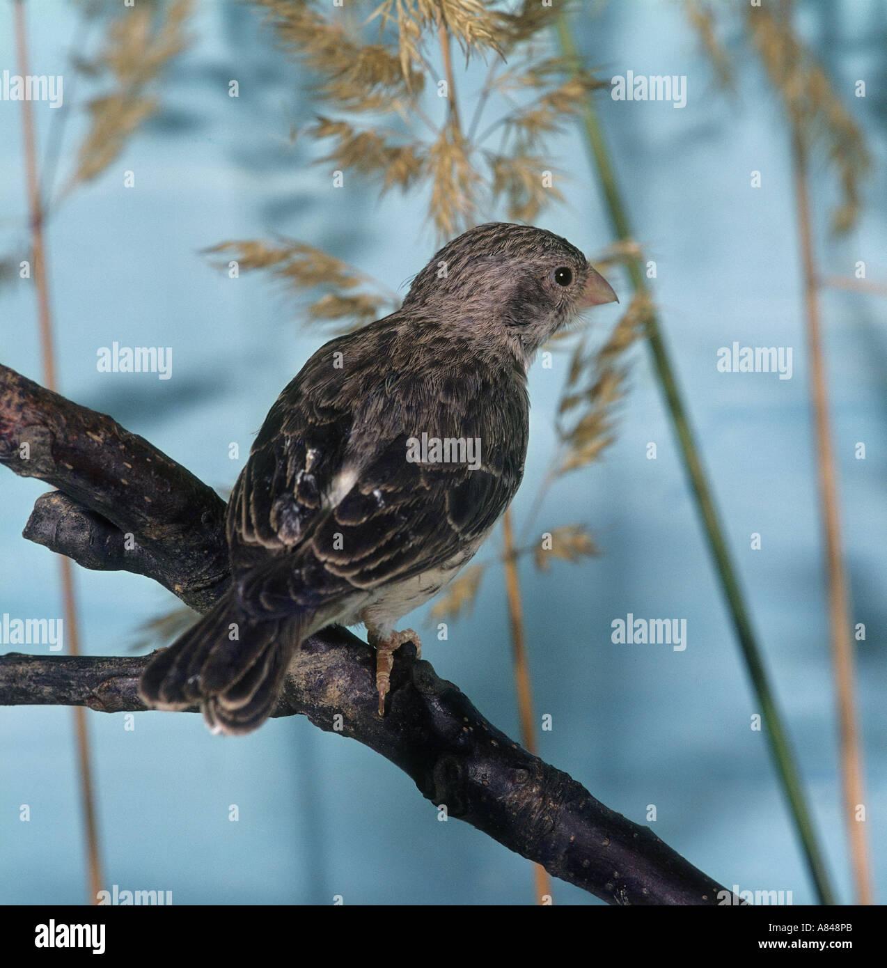 Grey canary - on branch / Serinus leucopygius Stock Photo - Alamy