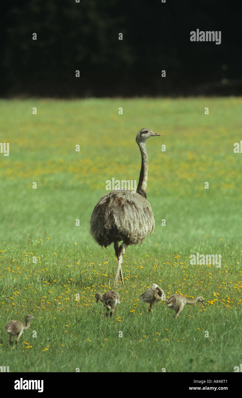 greater rhea male with squabs Rhea americana Stock Photo - Alamy