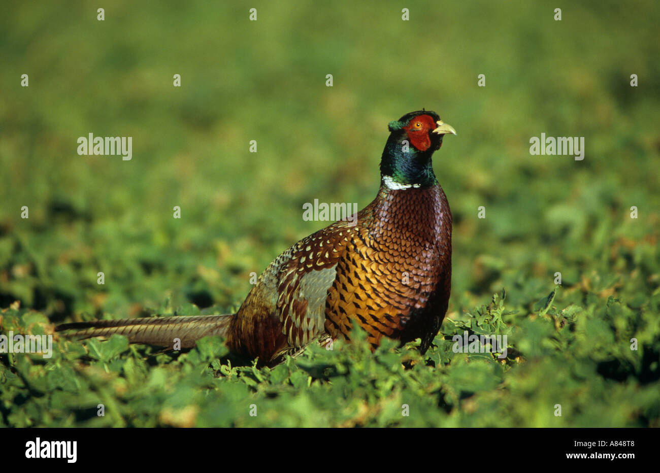 common pheasant - cock on meadow / Phasianus colchicus Stock Photo - Alamy