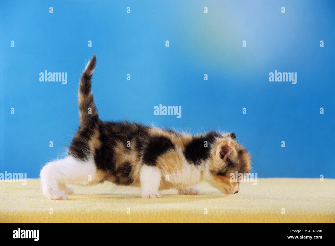 kitten walking sniffing on ground Stock Photo - Alamy