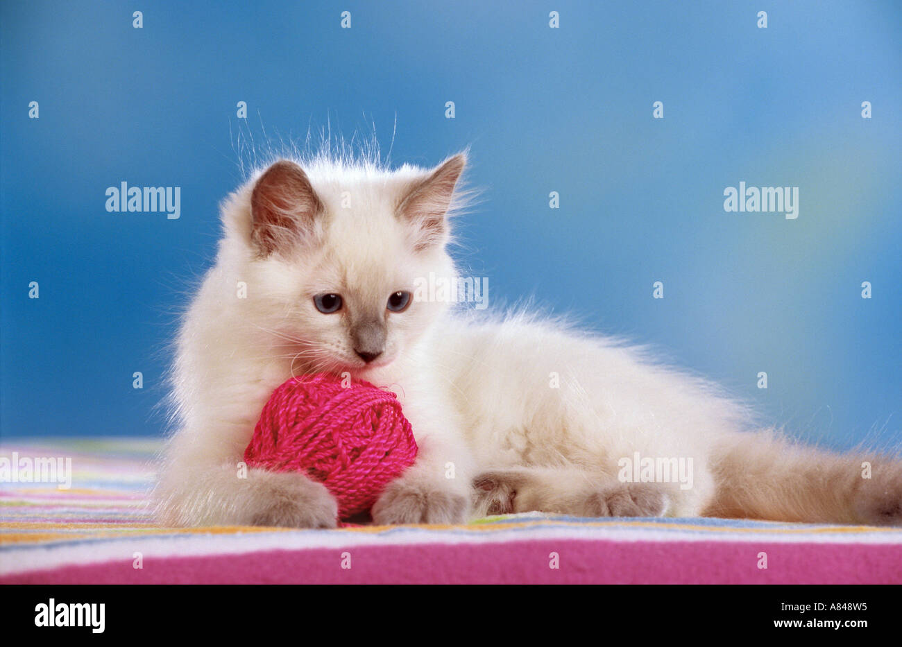 Kitten playing wool ball hi-res stock photography and images - Alamy