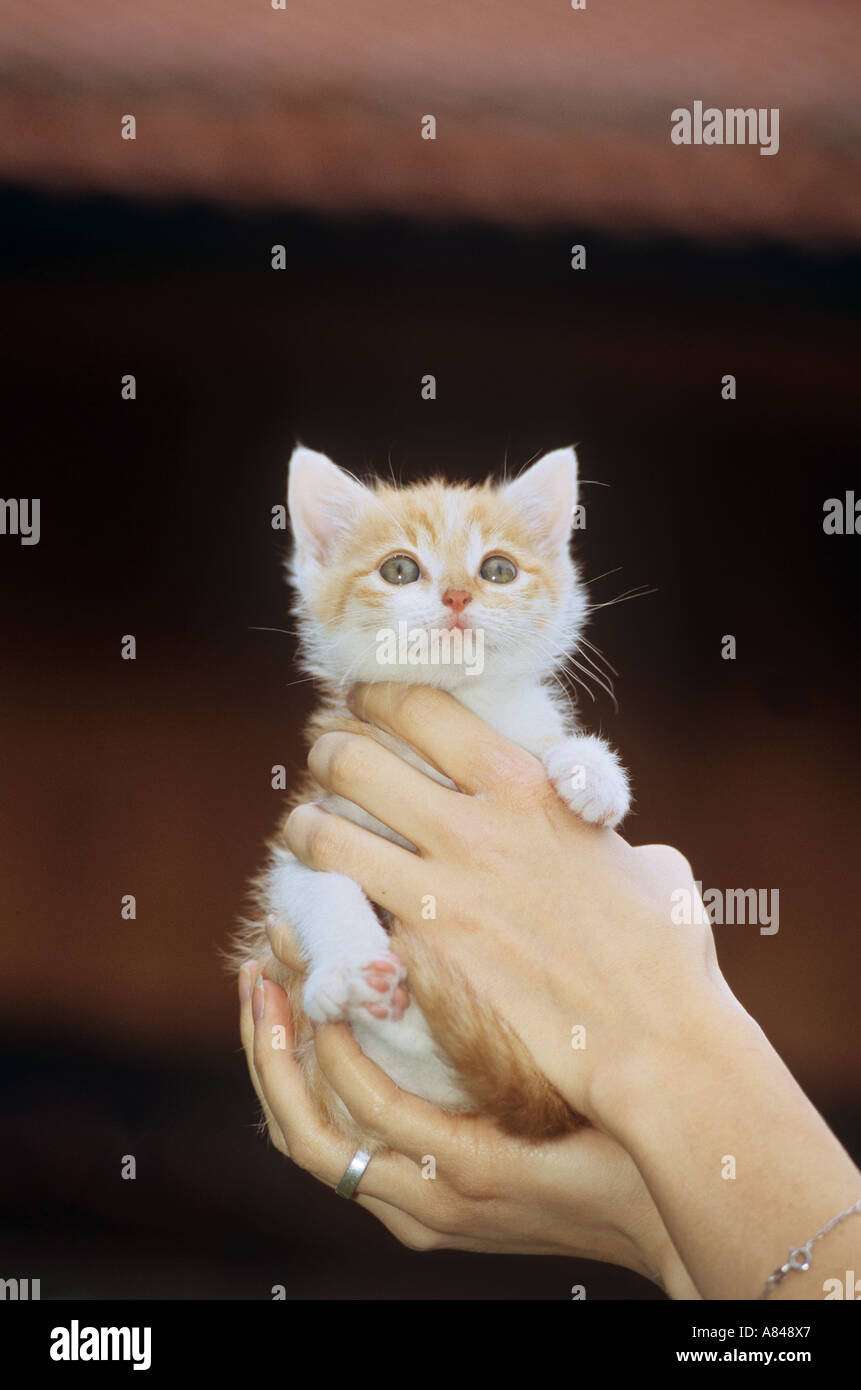 kitten correct holding Stock Photo - Alamy