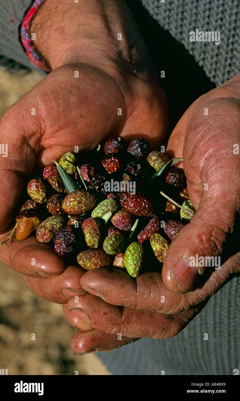 France. Provence. Hands of olive picker near Les Baux.. Region famous ...