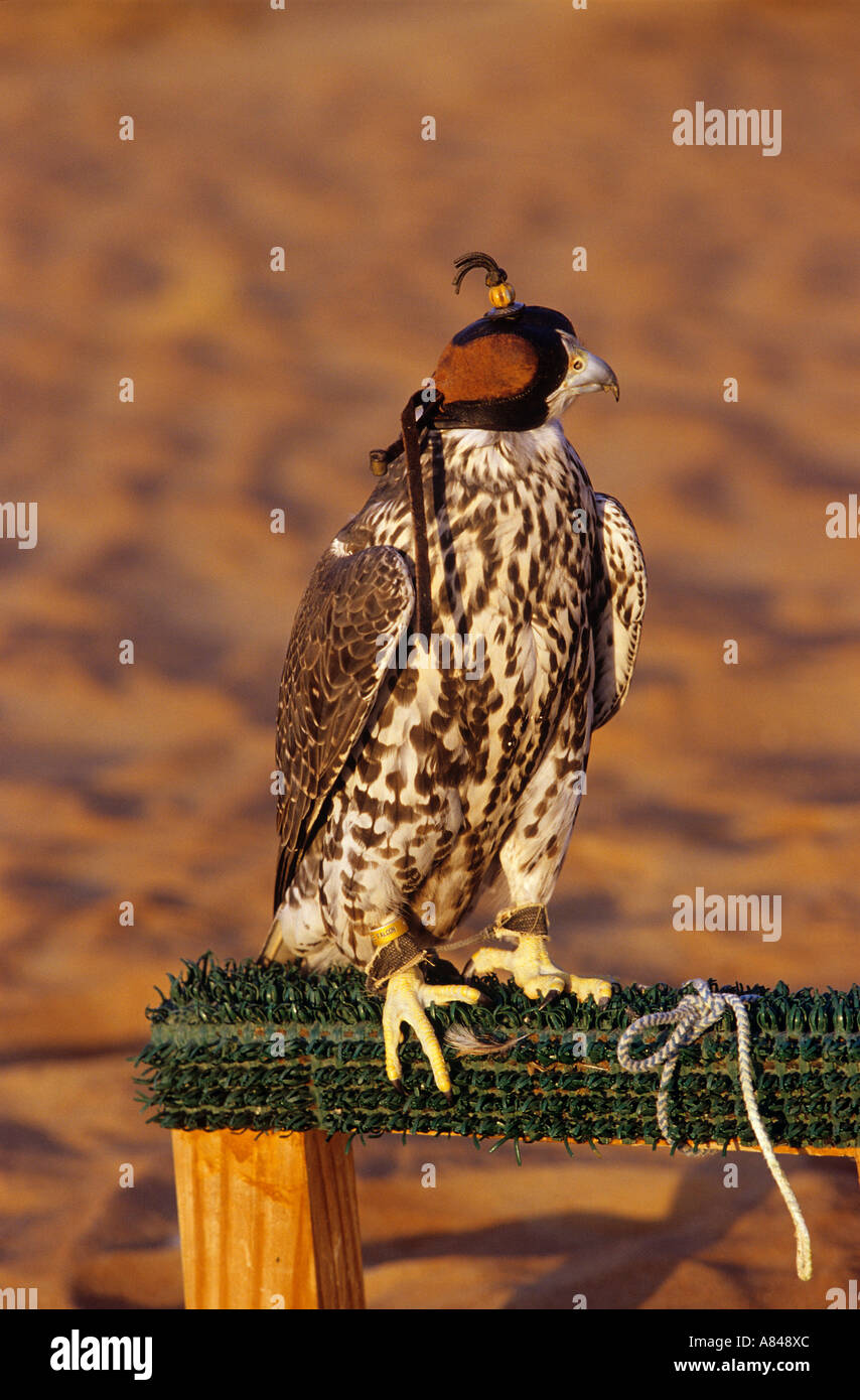 lanner falcon with hood Falco biarmicus Stock Photo - Alamy