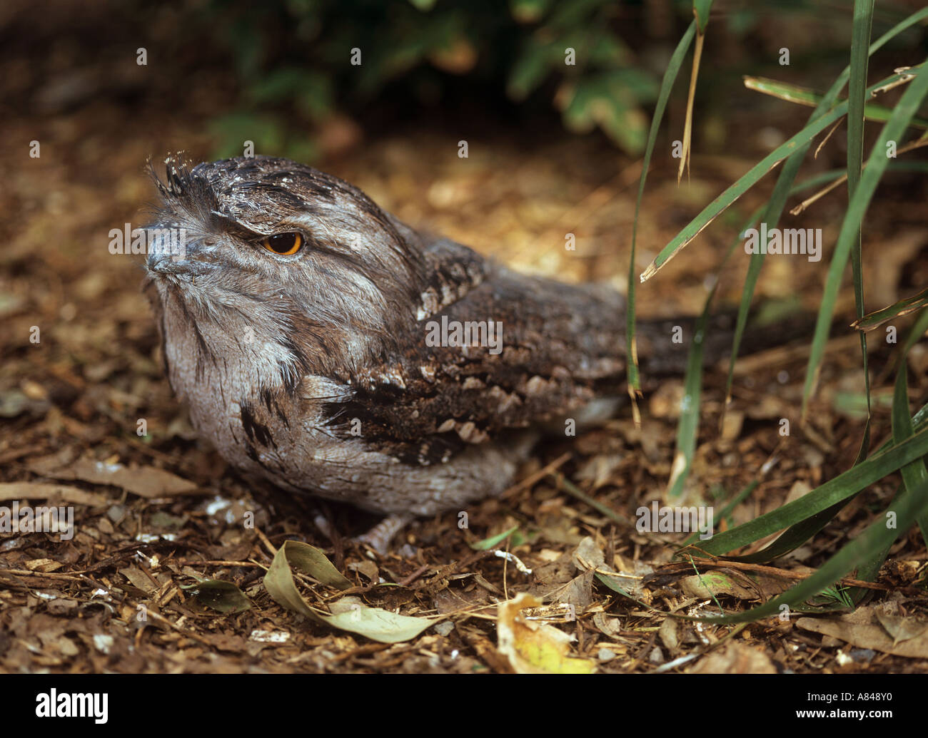 Strigoide hi-res stock photography and images - Alamy