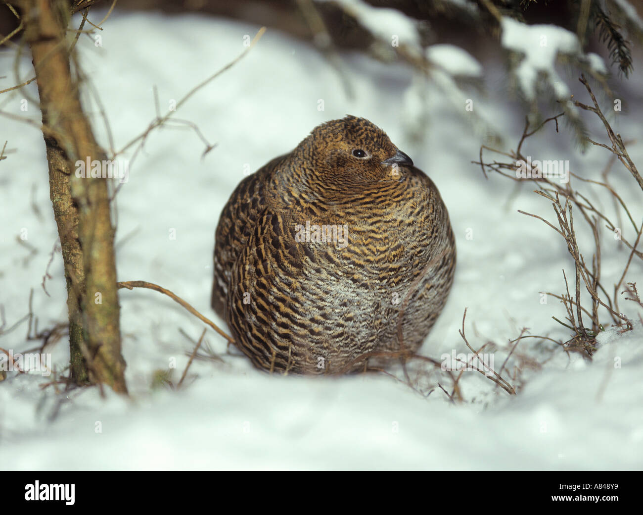 black grouse in snow / Lyrurus tetrix / Tetrao tetrix Stock Photo - Alamy