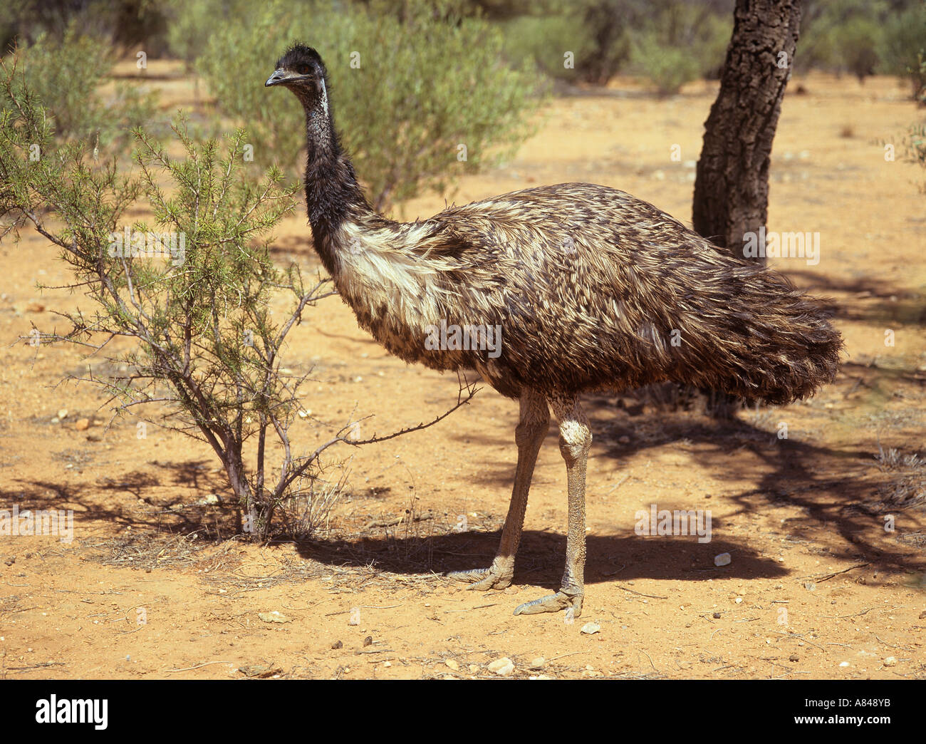 emu standing lateral Dromaius novaehollandiae Stock Photo - Alamy