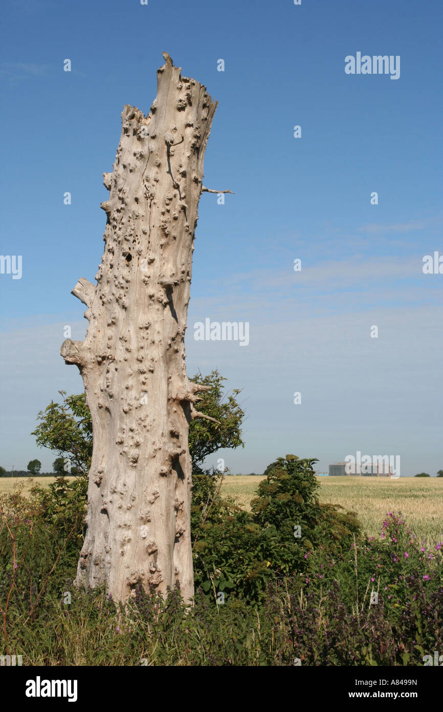 decayed tree stump near bradwell village essex Stock Photo - Alamy