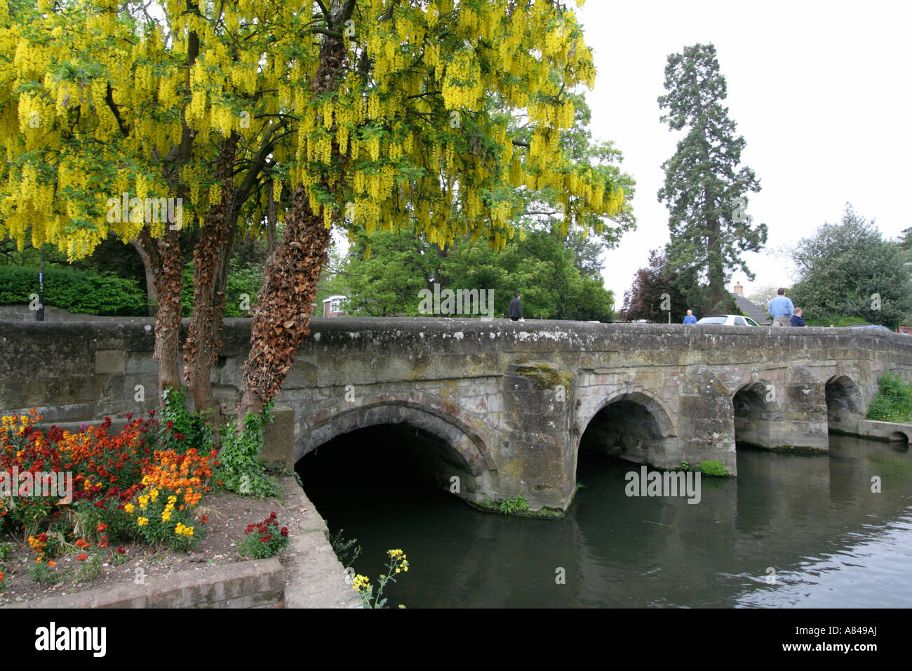 Salisbury town centre stone arch bridge laburnum tree Wiltshire ...