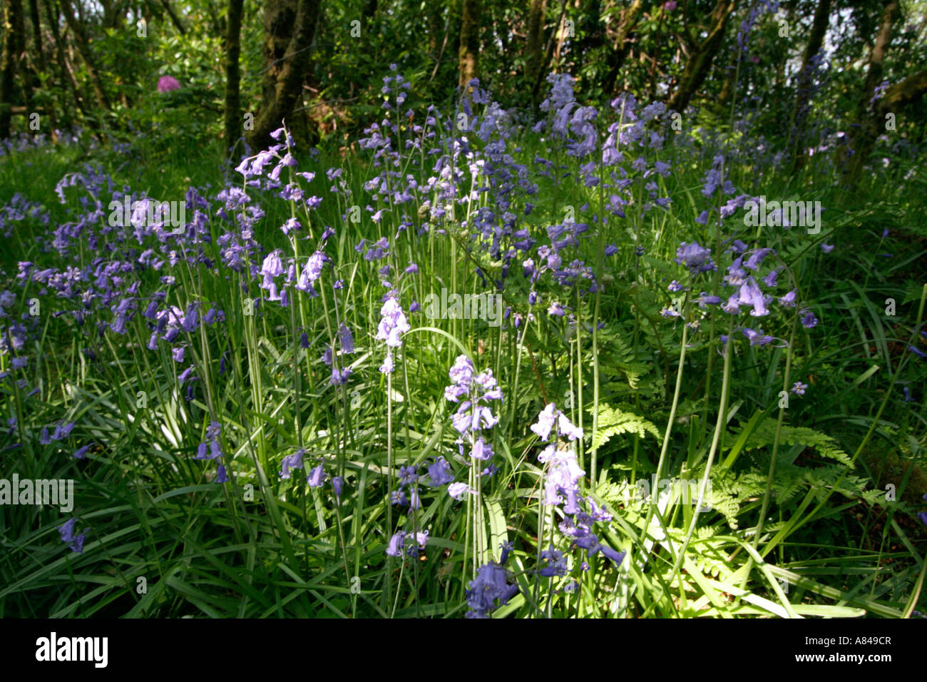 Scottish bluebell wood hi-res stock photography and images - Alamy
