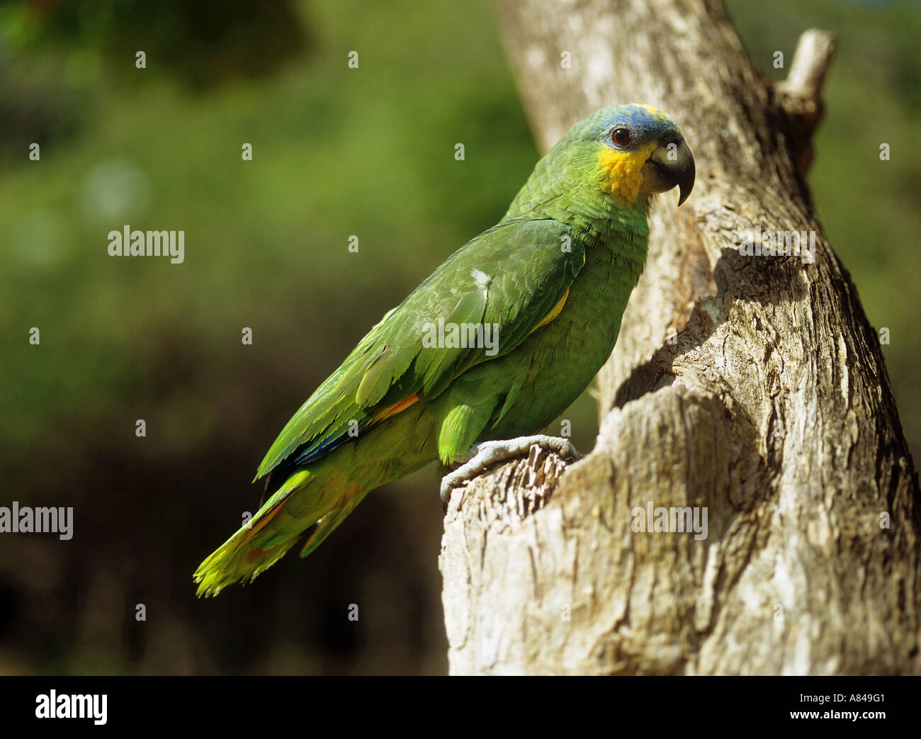 Orange-winged Parrot (Amazona amazonica). Adult bird on a dead tree ...