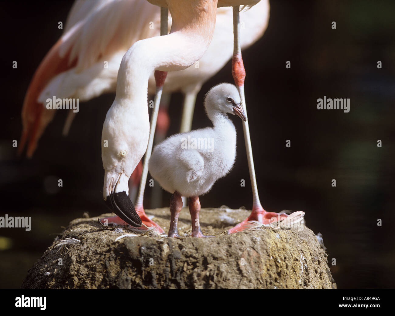 greater flamingo with squab Phoenicopterus ruber Stock Photo - Alamy
