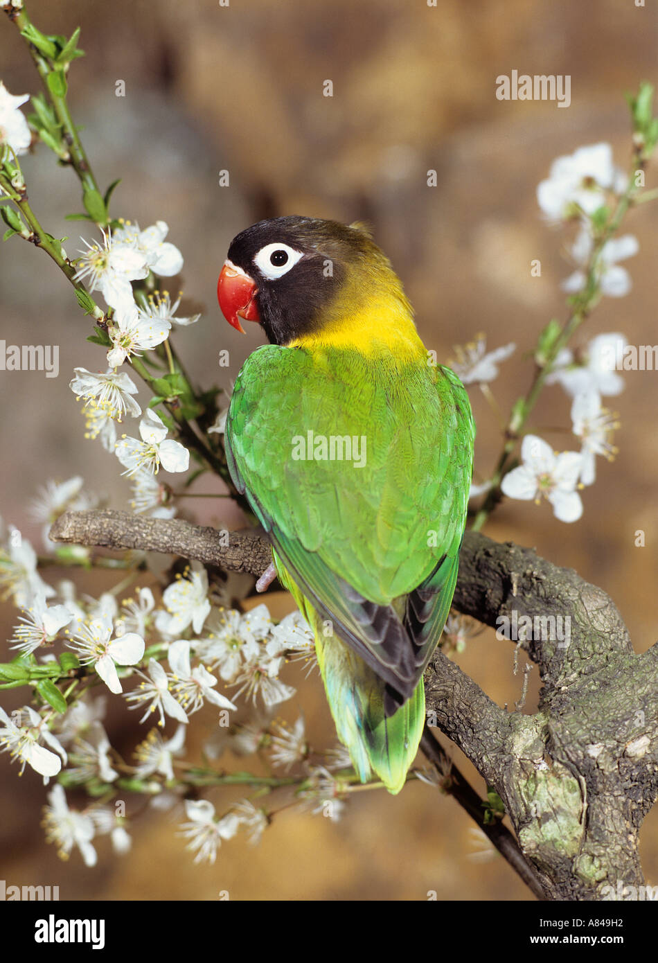 masked lovebird on branch Agapornis personatus Stock Photo - Alamy